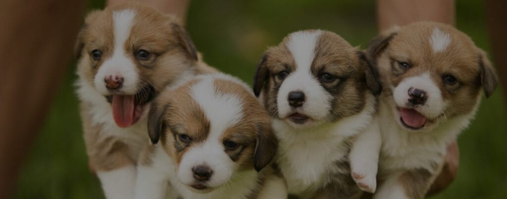 California’s highest-rated dog trainers - Pro Dog Trainer